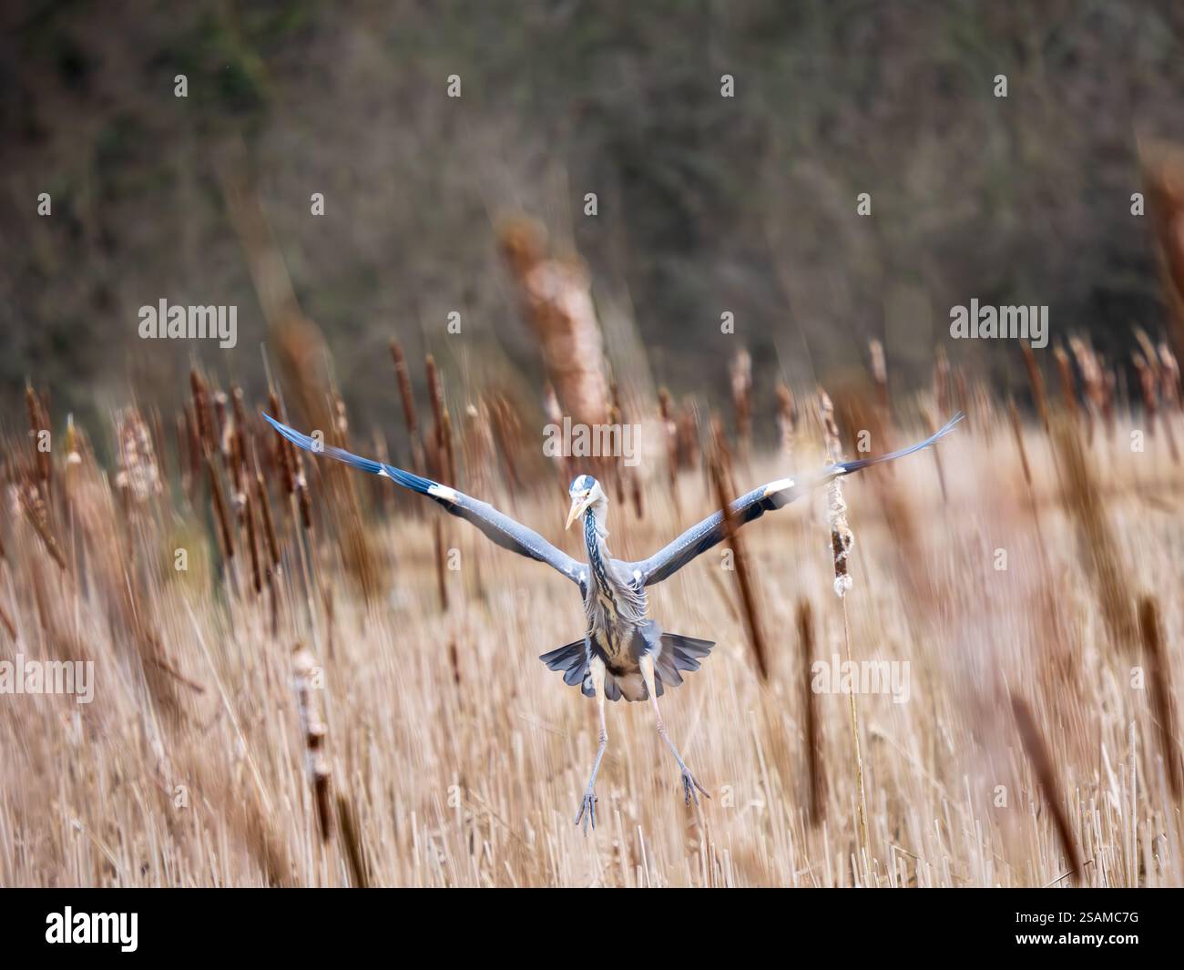 Typha latifolia reed bed hi-res stock photography and images - Alamy