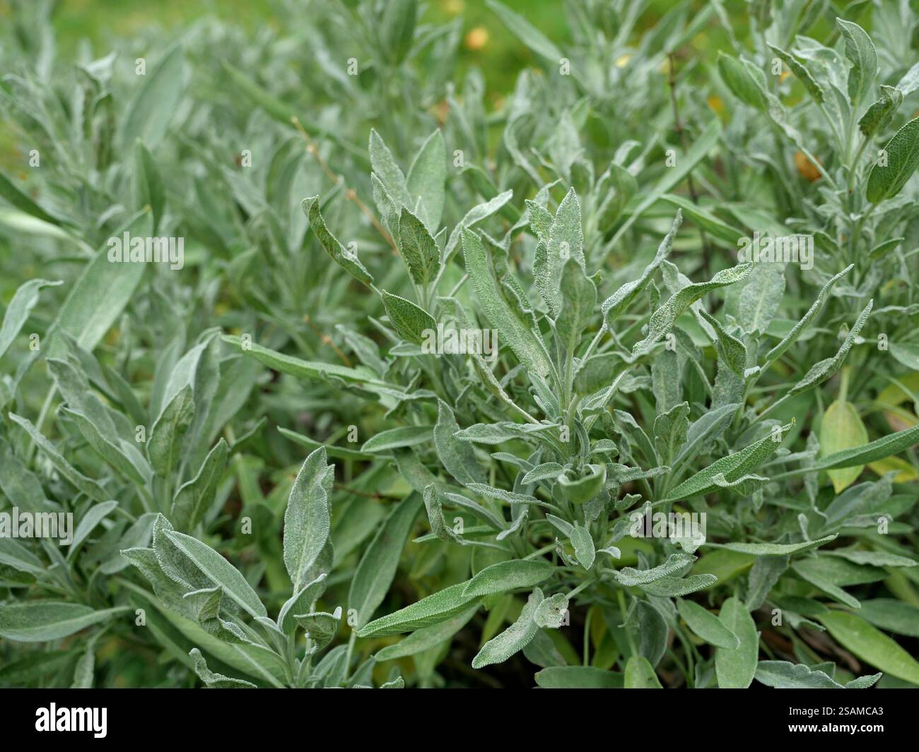 young sage plants covering an area. The green structure serves ...