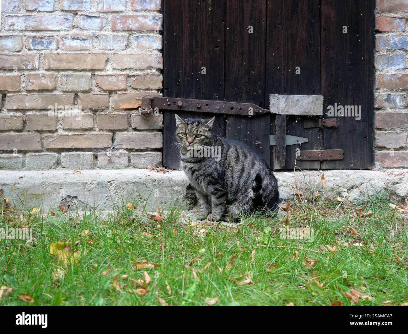 A gray striped tom with yellow-green eyes looks directly into the ...