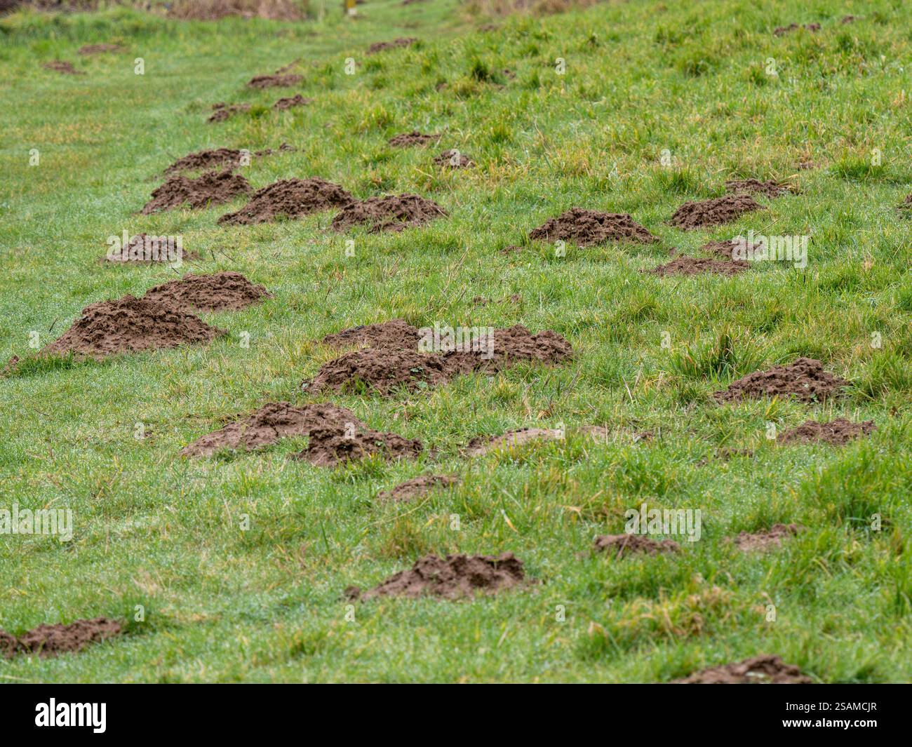 Mole Hills in a Meadow Stock Photo - Alamy