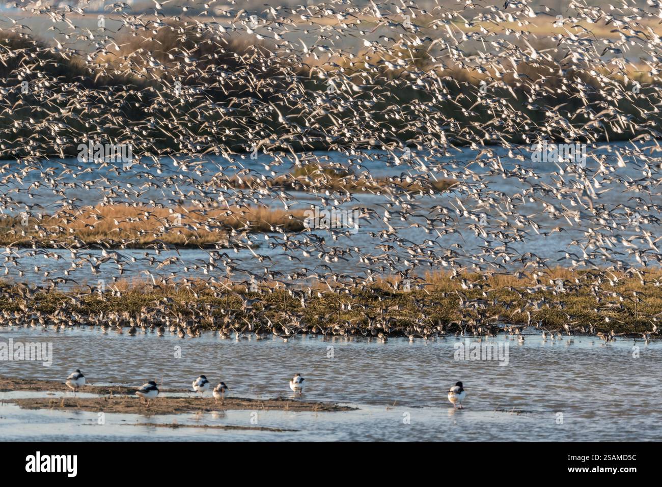 Flock of flying mainly Red Knot (Calidris canutus) at Leigh on Sea ...