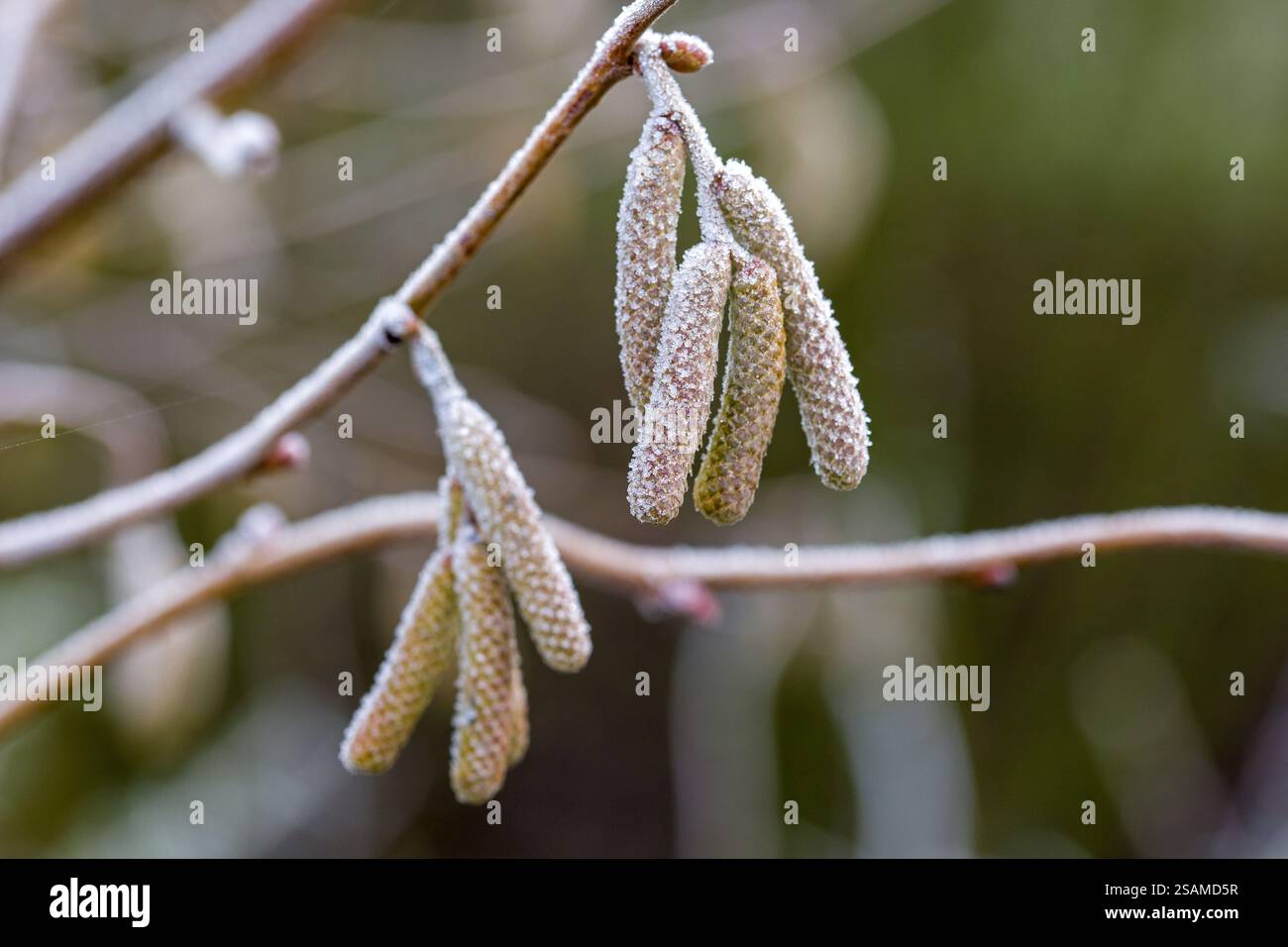 the hanging pollen of the hazelnut bush covered with white ice crystals ...