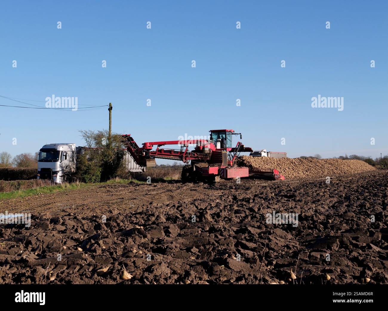 Farming - Loading sugar beet into trailers at roadside using a beet ...