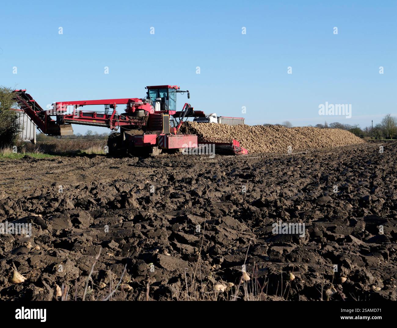 Farming - Loading sugar beet into trailers at roadside using a beet ...