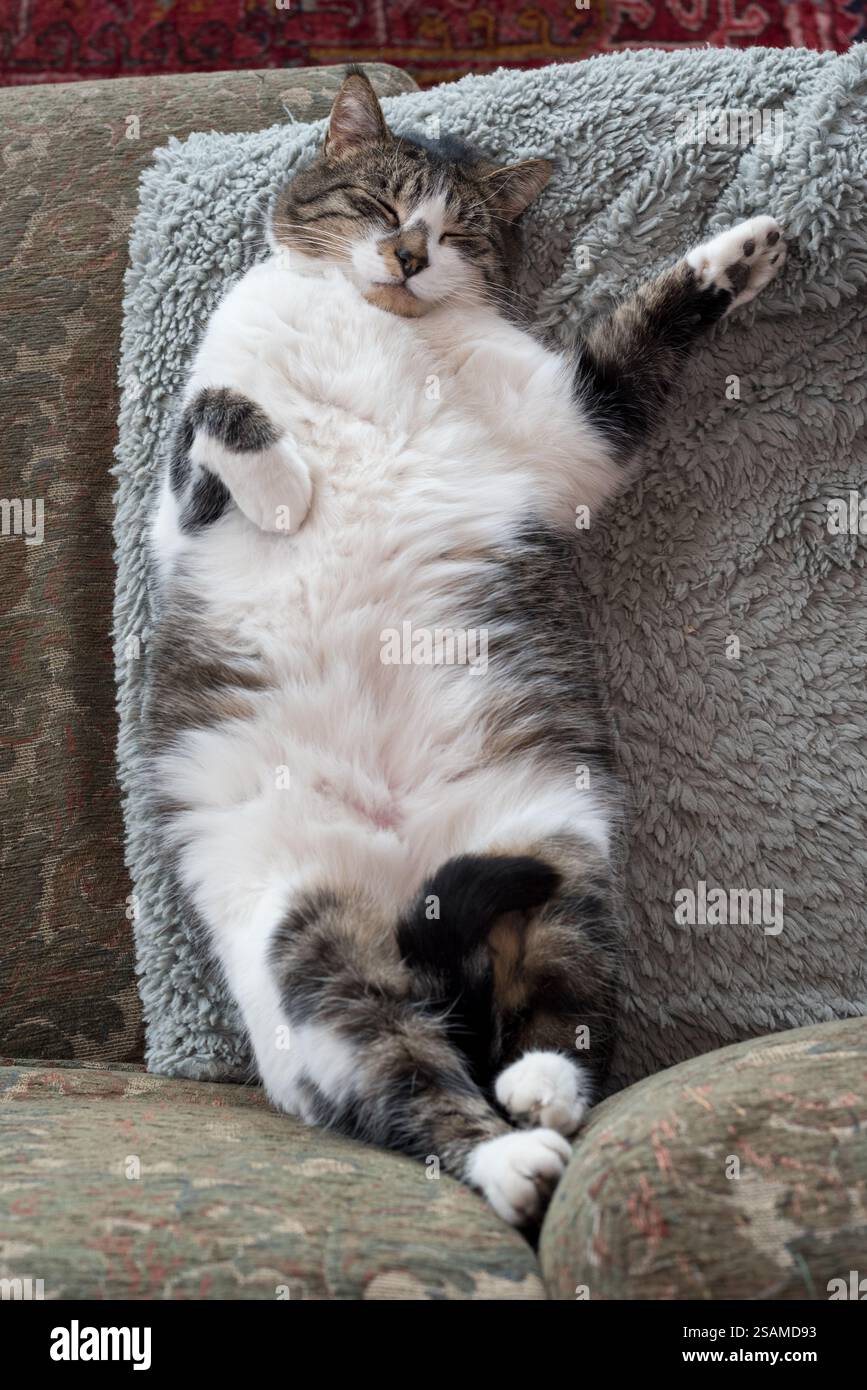 House cat sleeping on back on a couch, Oregon Stock Photo - Alamy