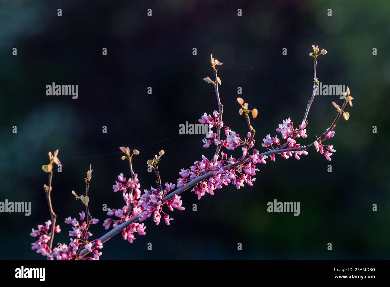 Flowering redbud tree, Wallowa Valley, Oregon Stock Photo - Alamy