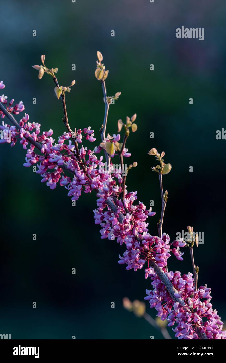 Flowering redbud tree, Wallowa Valley, Oregon Stock Photo - Alamy