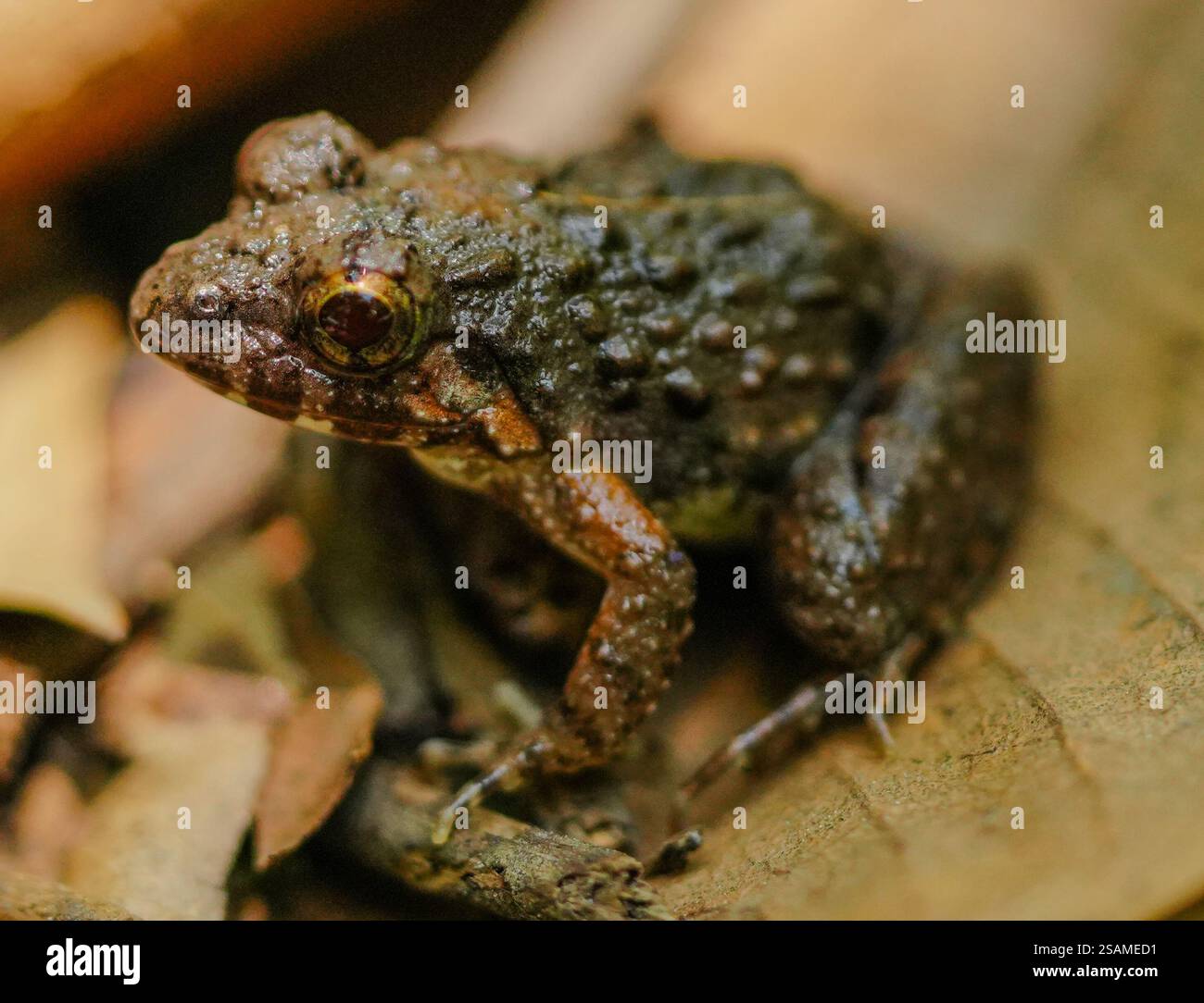 the frog. macro image of frog. indian frog image. sony 90mm macro lens ...