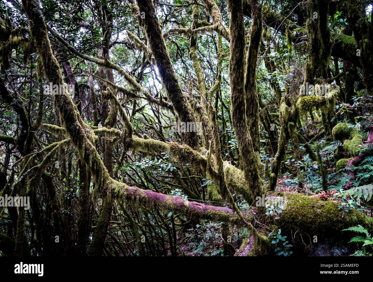 Featuring twisted trees hi-res stock photography and images - Alamy