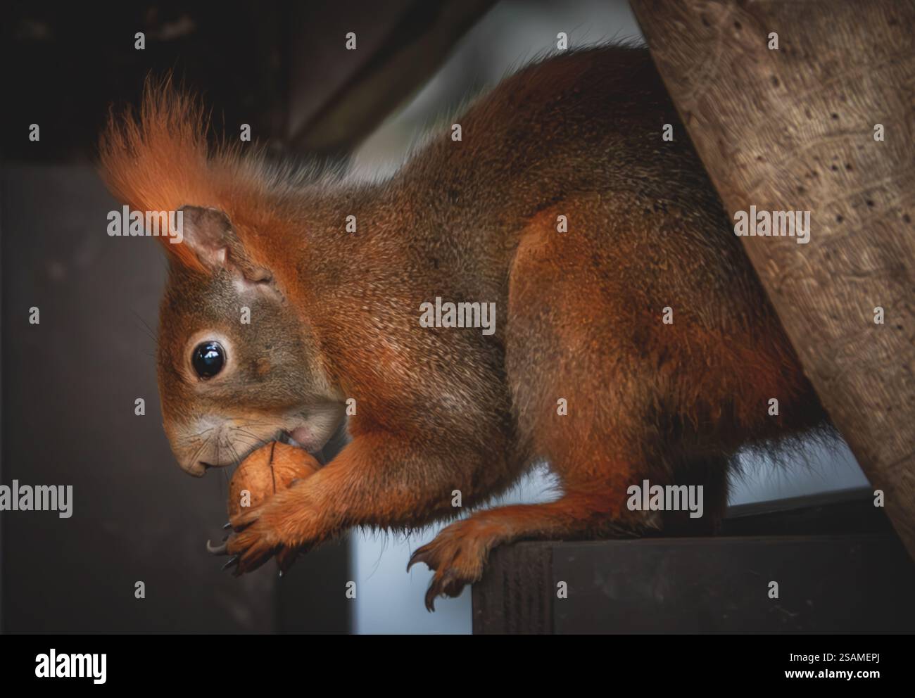 Sciurus vulgaris nut feeder hi-res stock photography and images - Alamy