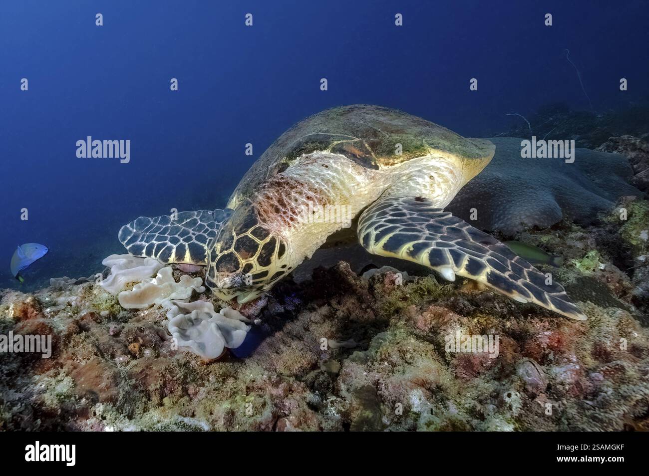 Large specimen of Green turtle (Chelonia mydas) sea turtle lying in ...