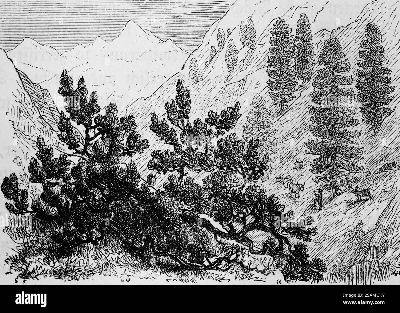 High mountain landscape with alpine vegetation with the shrubby dwarf ...