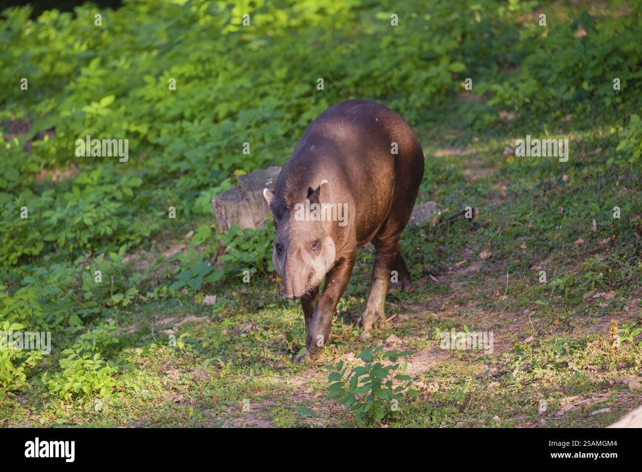 A female South American tapir (Tapirus terrestris) runs through the ...