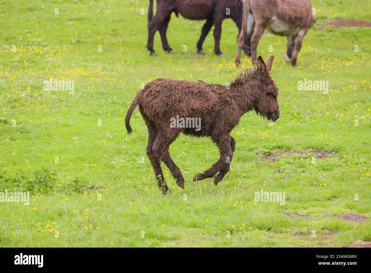 A mixed breed donkey foal runs across a green meadow Stock Photo - Alamy