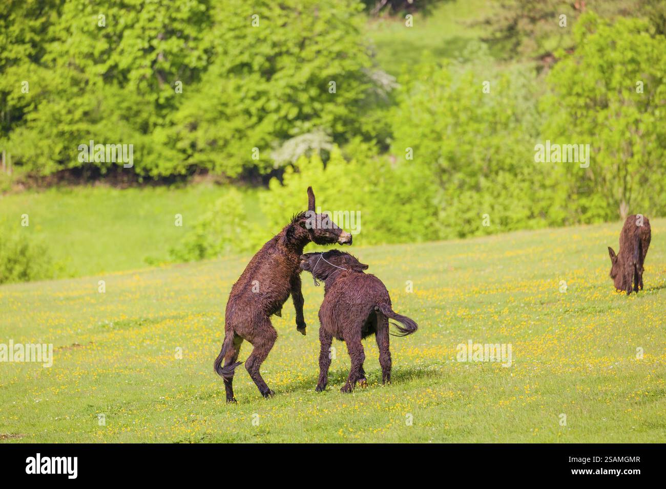 Two mixed breed donkey stallions fight Stock Photo - Alamy