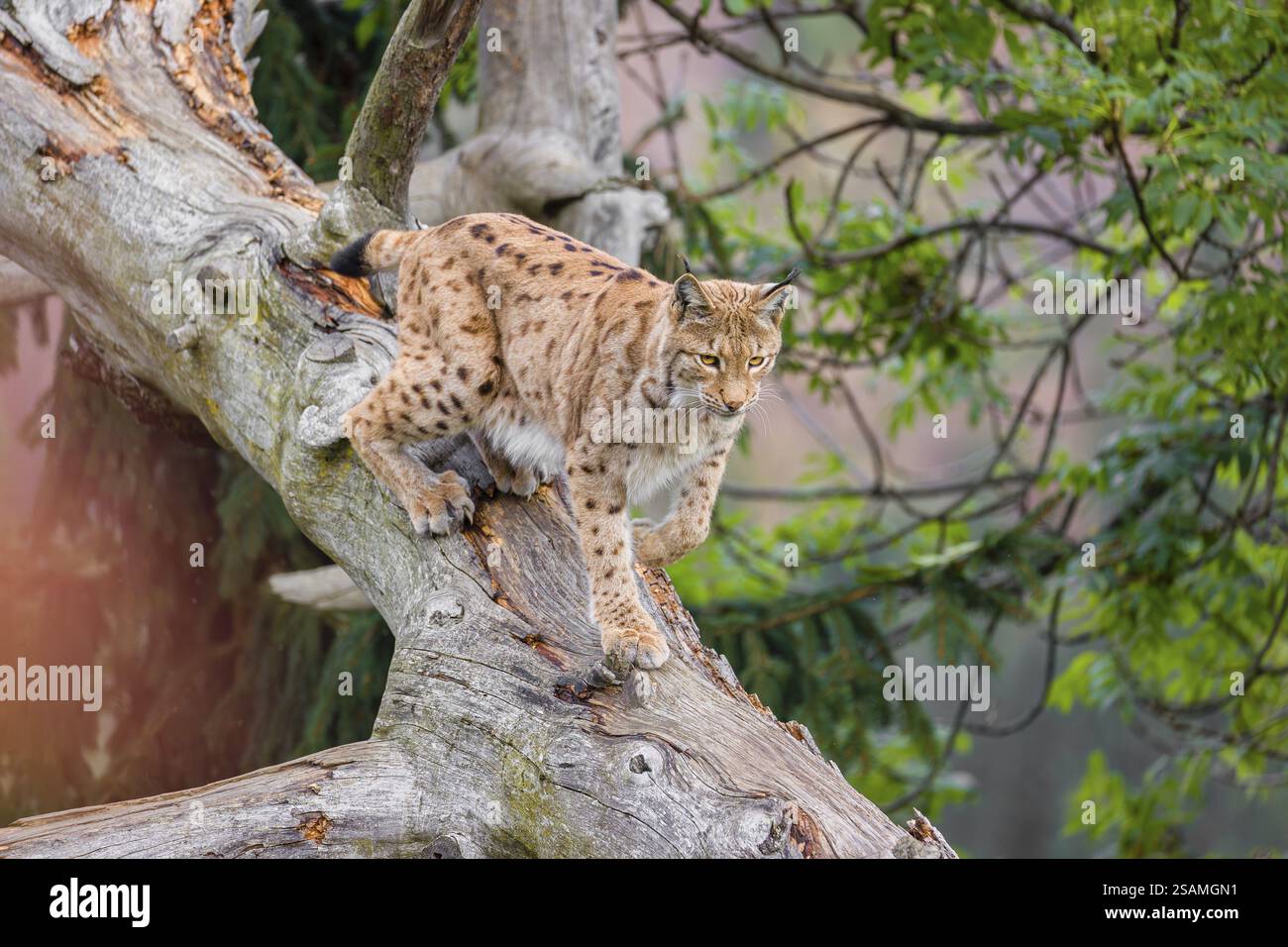 A Eurasian lynx (Lynx lynx) runs down a dead tree lying at an angle ...