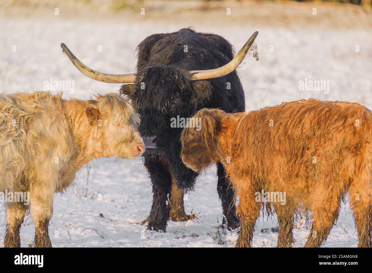Two highland calves and a cow (Bos primigenius taurus) standing head to ...