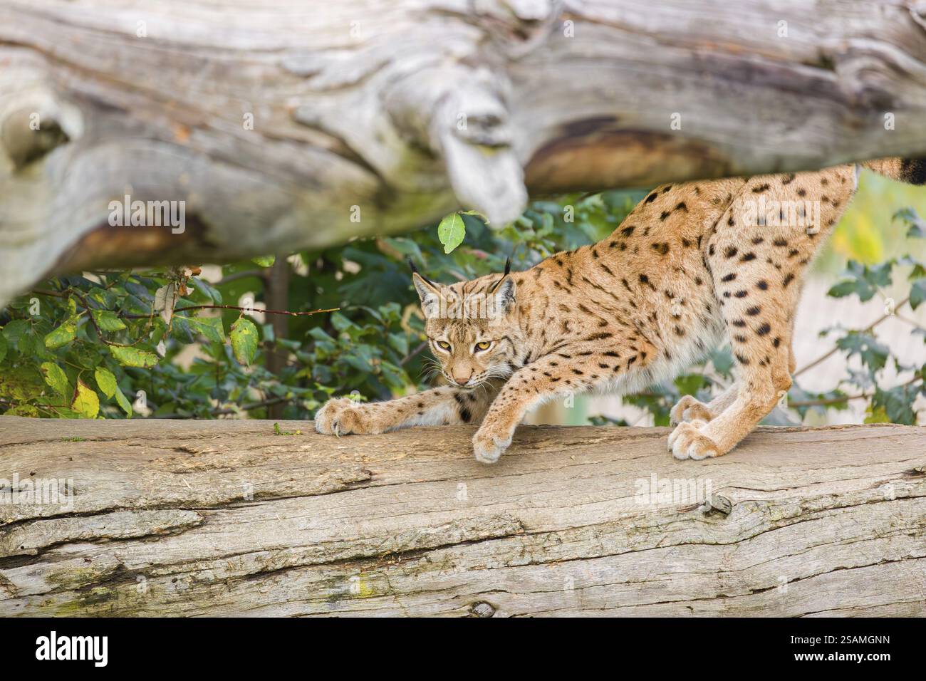 A Eurasian lynx (Lynx lynx) sharpens his claws on a dead tree lying on ...