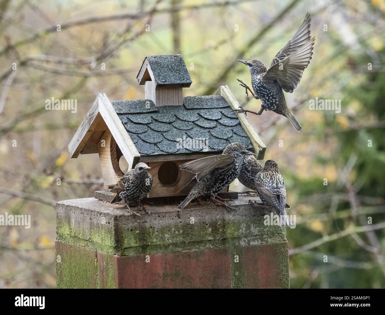 Common Starling, (Sturnus vulgaris), adult birds in winter plumage ...