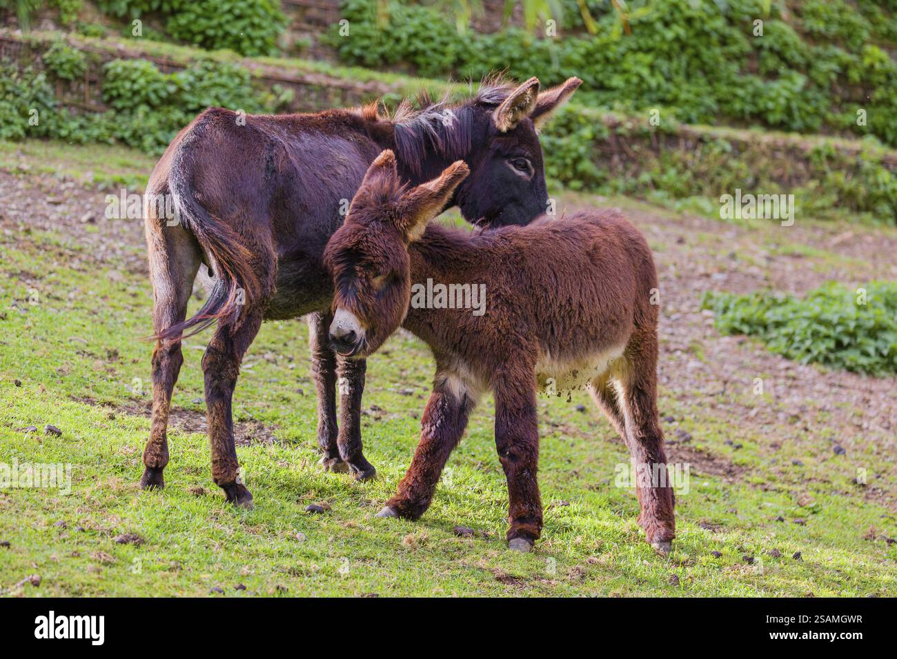 A female domestic donkey, Equus (africanus) asinus and her young stand side by side on a green ...