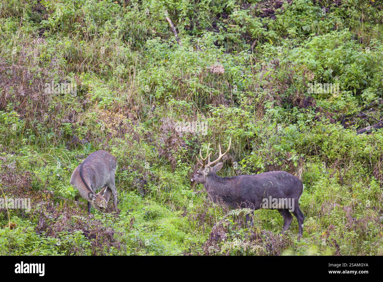 A Japanese sika deer (Cervus nippon nippon) stag and a doe stand on a ...