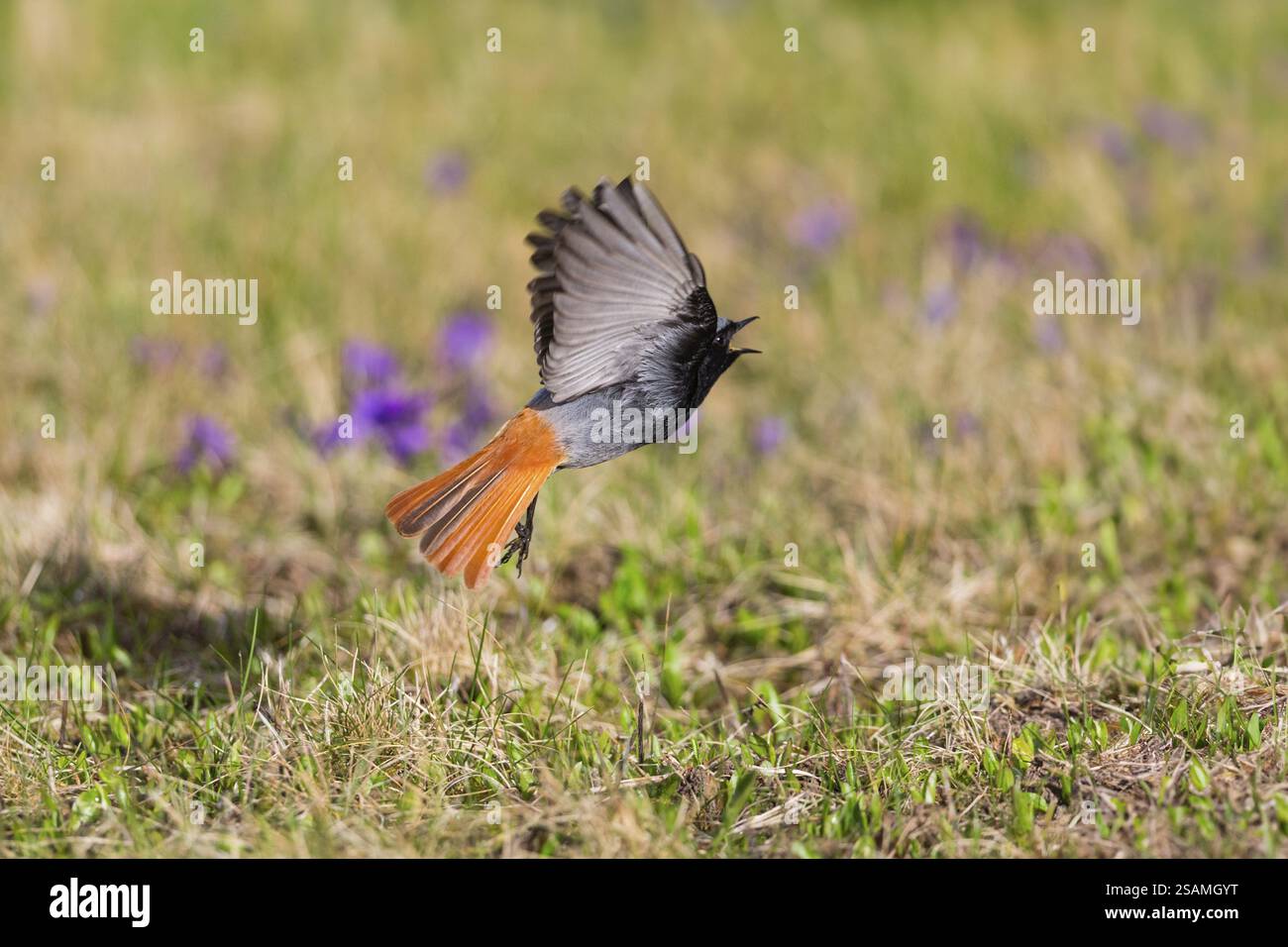 Black redstart (Phoenicurus ochruros), adult male in flight taking off ...