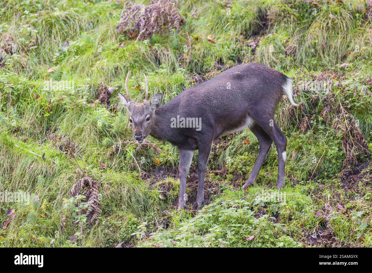 A young male Japanese sika deer (Cervus nippon nippon) runs down a ...