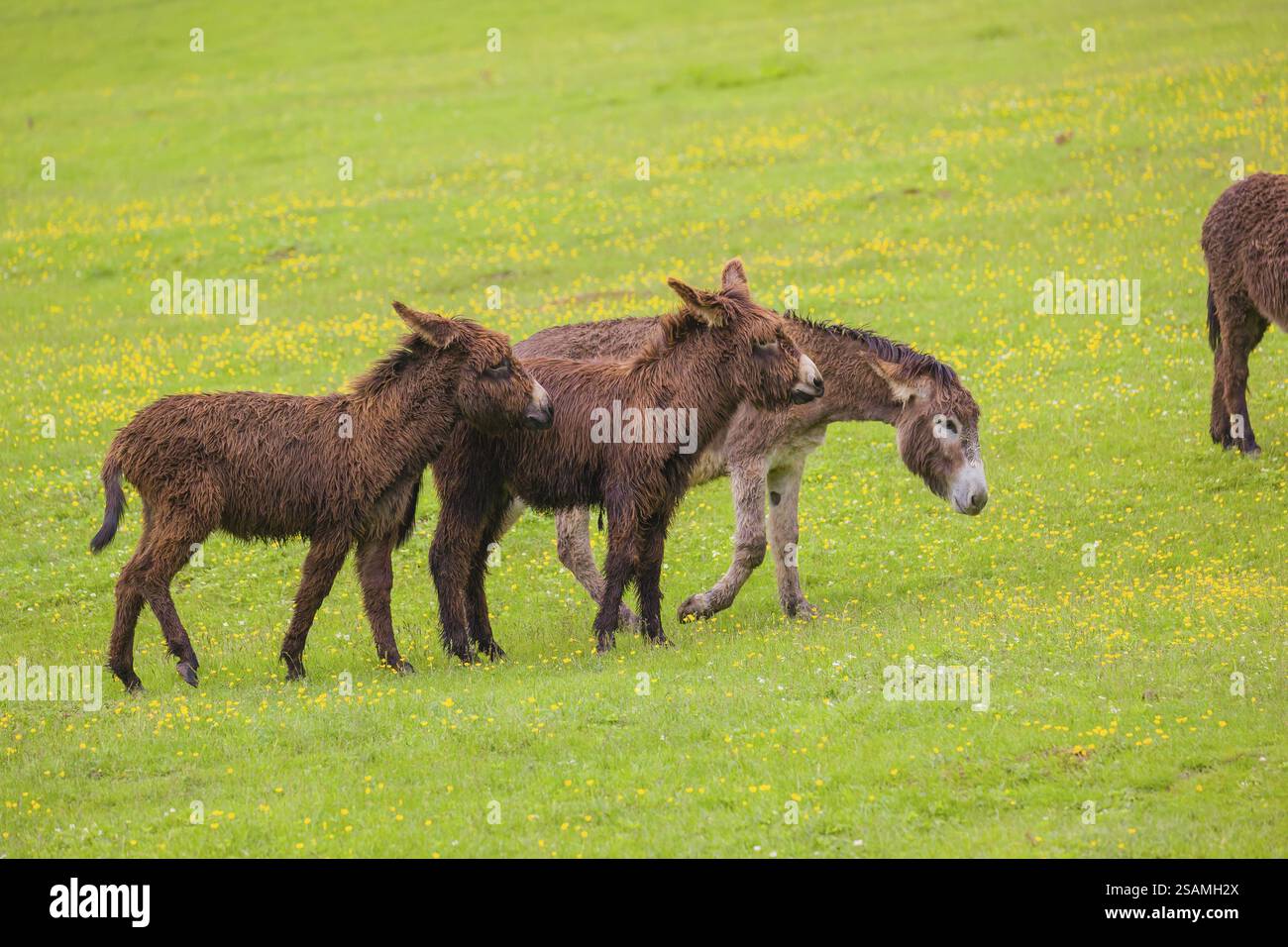 Two mixed breed donkey foals walk side by side to a bad tempered adult ...