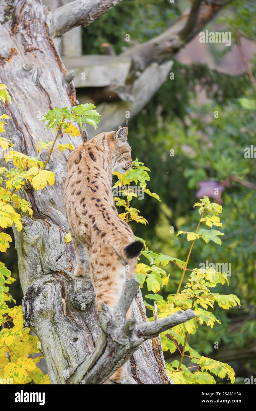 A Eurasian lynx (Lynx lynx) runs up a dead tree lying at an angle ...