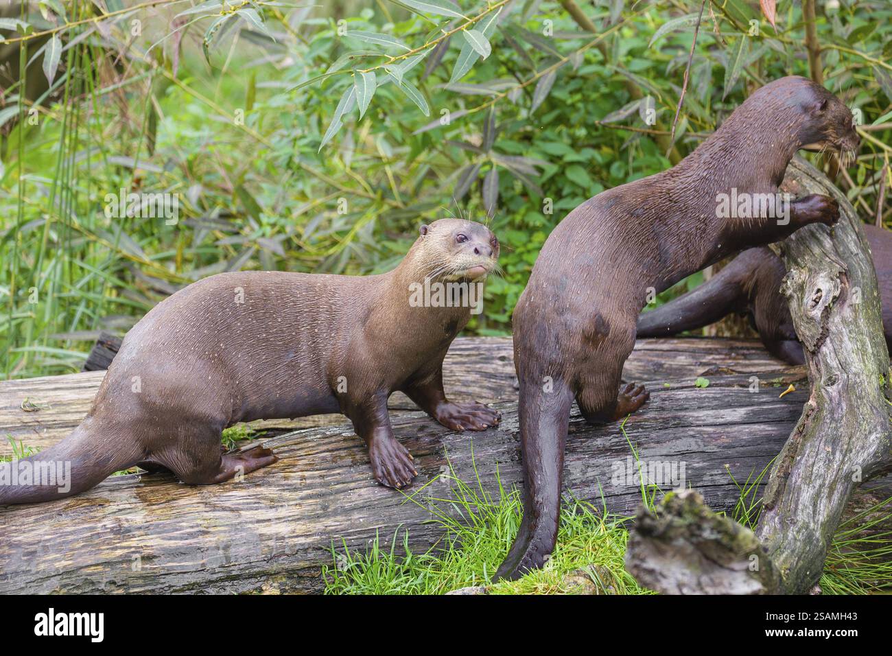 Three giant otter or giant river otter (Pteronura brasiliensis) play on a mossy rotten tree ...