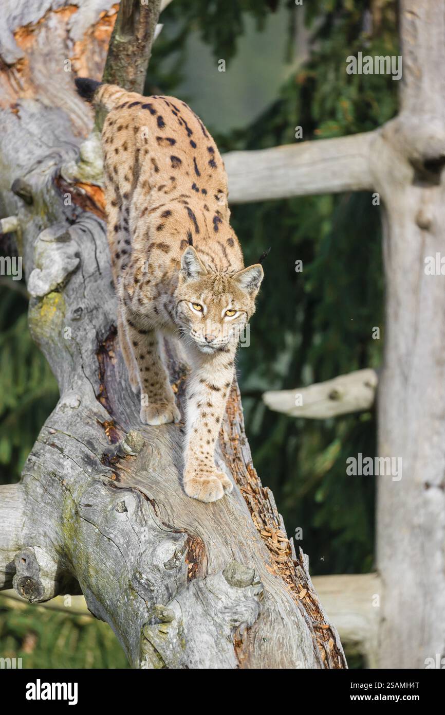 A Eurasian lynx (Lynx lynx) runs down a dead tree lying at an angle ...