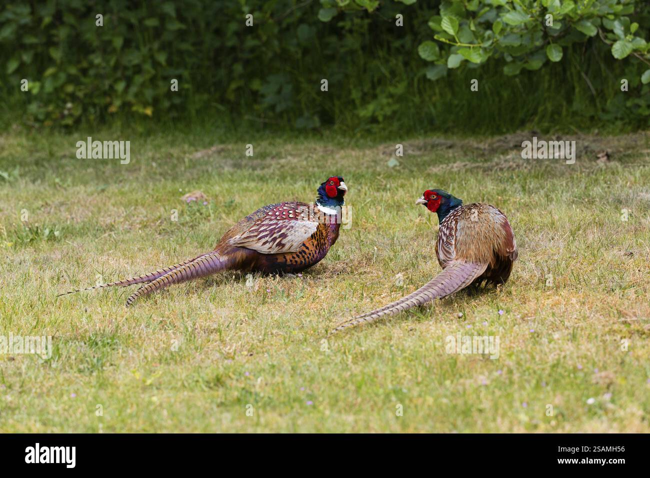 Common pheasant (Phasianus colchicus), Ring-necked pheasants two ...