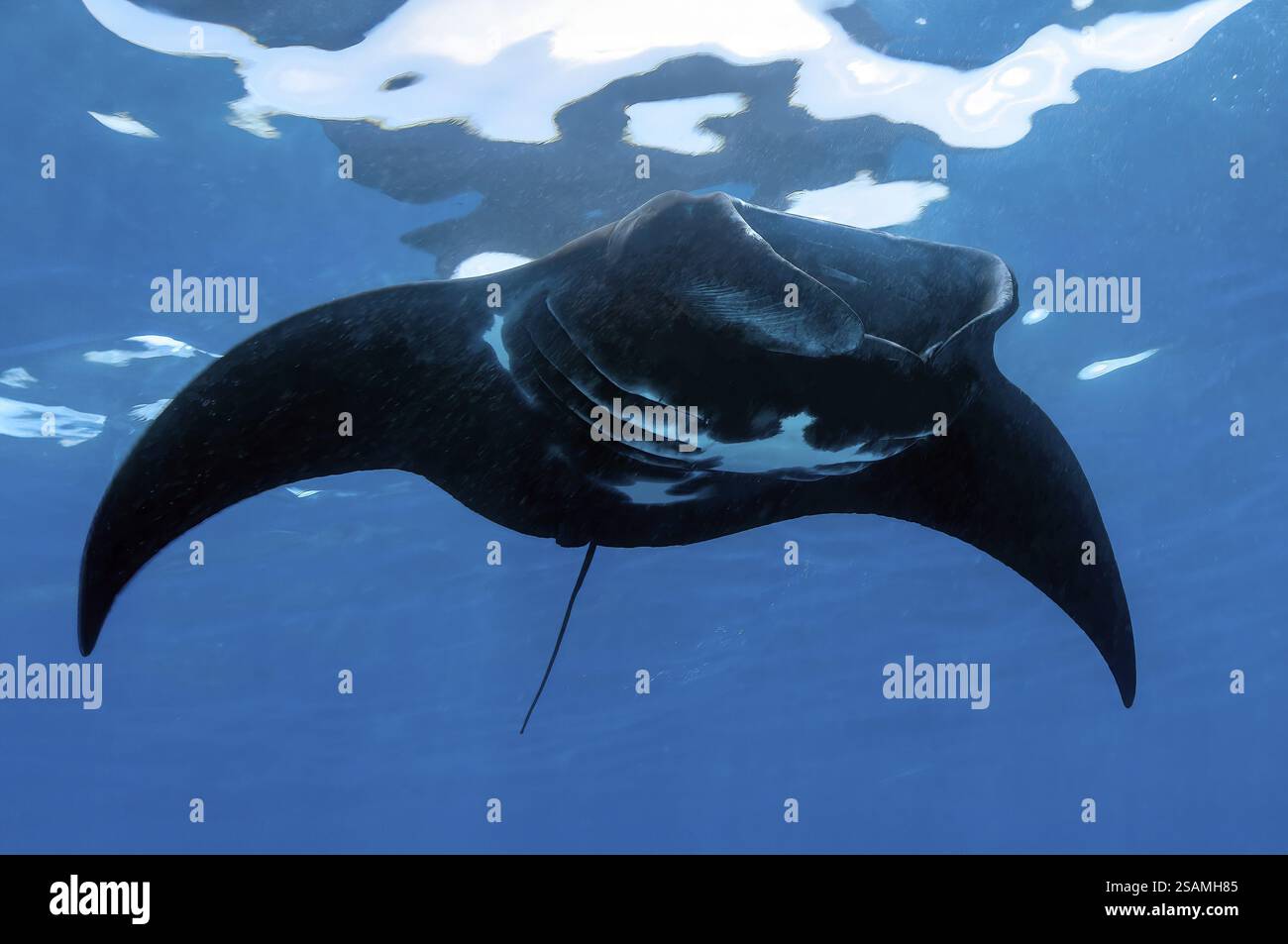 Rare black manta ray (Manta birostris) swims through the open sea just ...