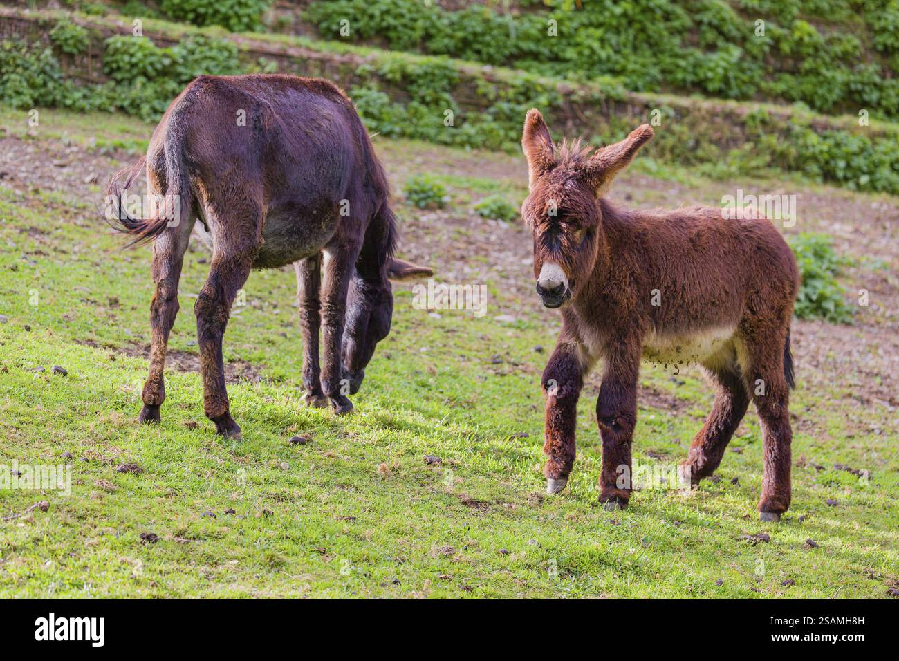 A female domestic donkey, Equus (africanus) asinus and her young stand side by side on a green ...