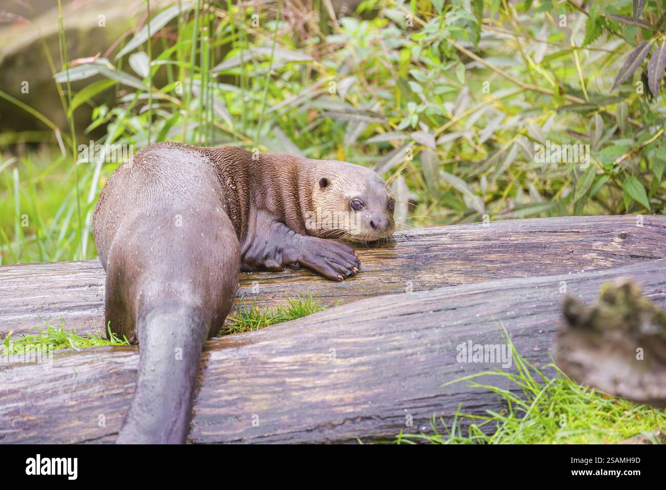 A giant otter or giant river otter (Pteronura brasiliensis) lies on a ...