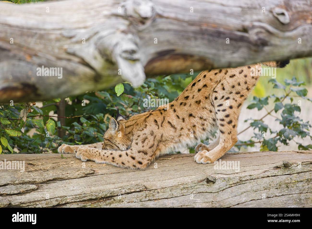 A Eurasian lynx (Lynx lynx) sharpens his claws on a dead tree lying on ...