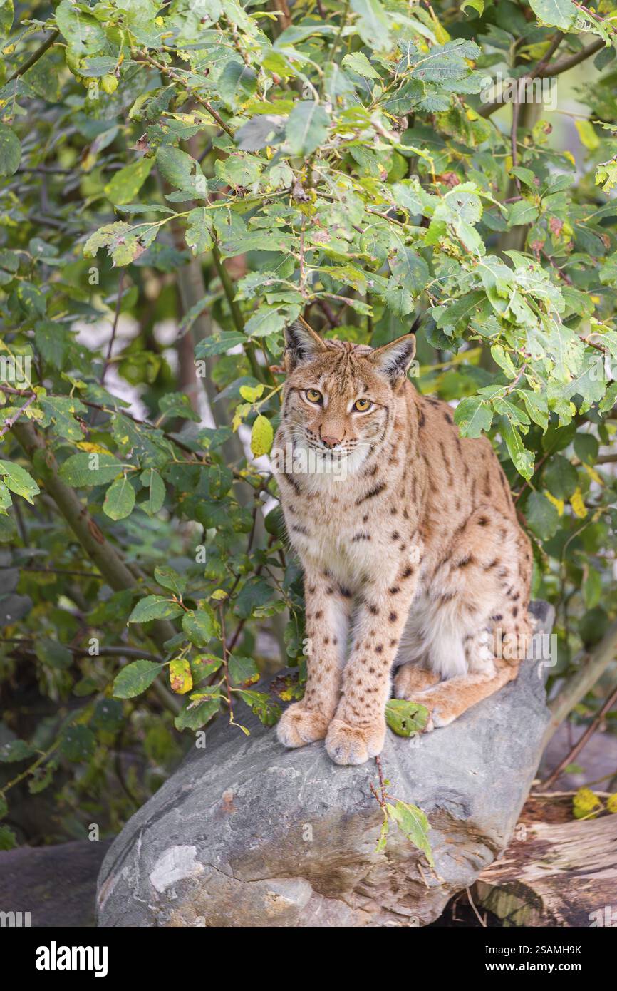 A Eurasian lynx (Lynx lynx) sits on a rock under a bush Stock Photo - Alamy