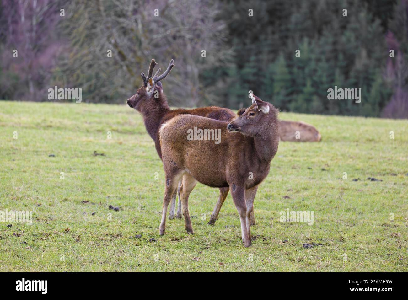 A female sambar deer and a stag (Rusa unicolor) stand in a meadow Stock ...