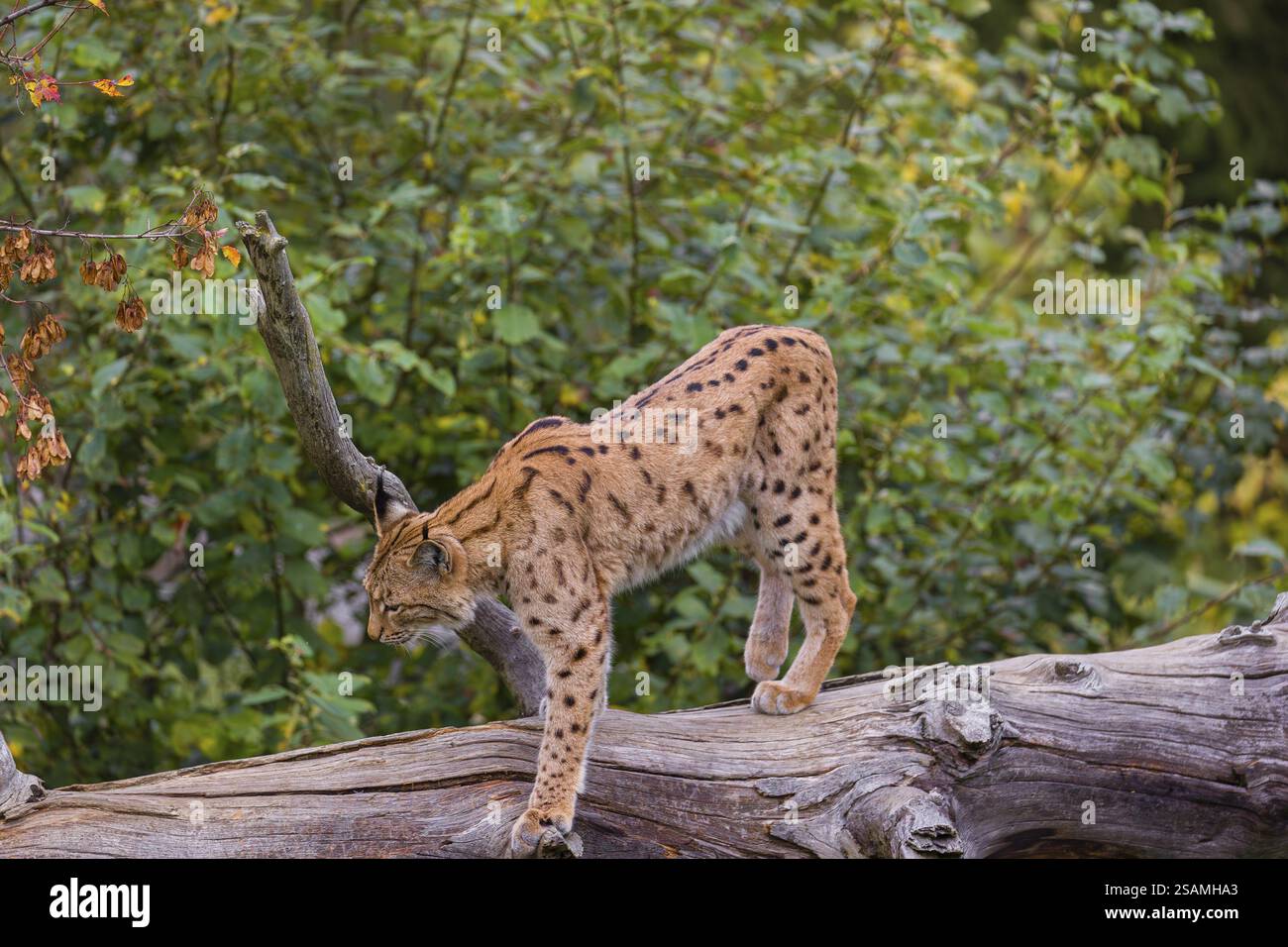 Eurasian lynx walking down hi-res stock photography and images - Alamy