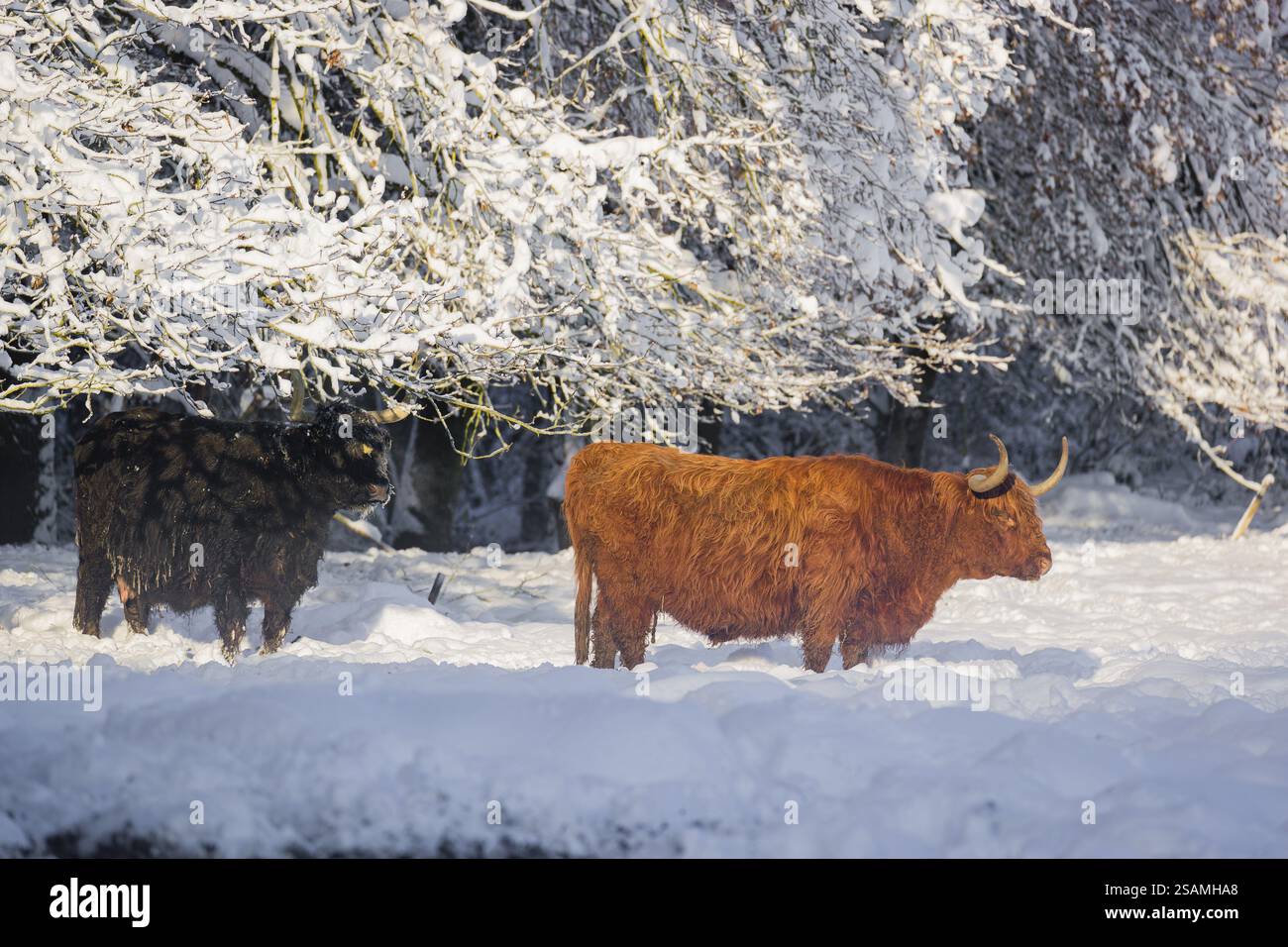 Bos taurus cattle grazing in hi-res stock photography and images - Alamy