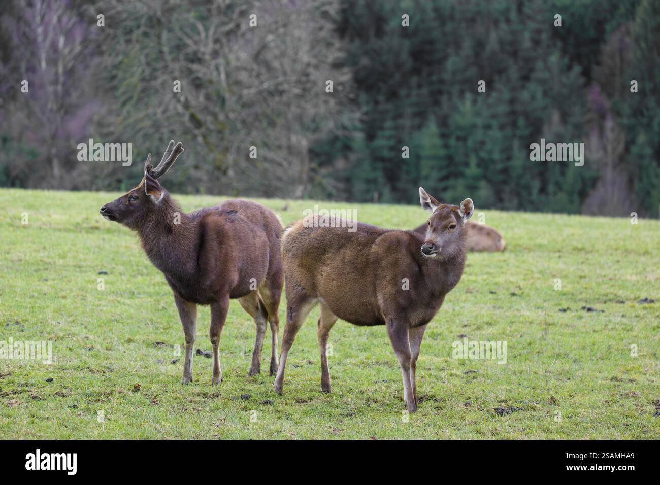 A female sambar deer and a stag (Rusa unicolor) stand in a meadow Stock ...