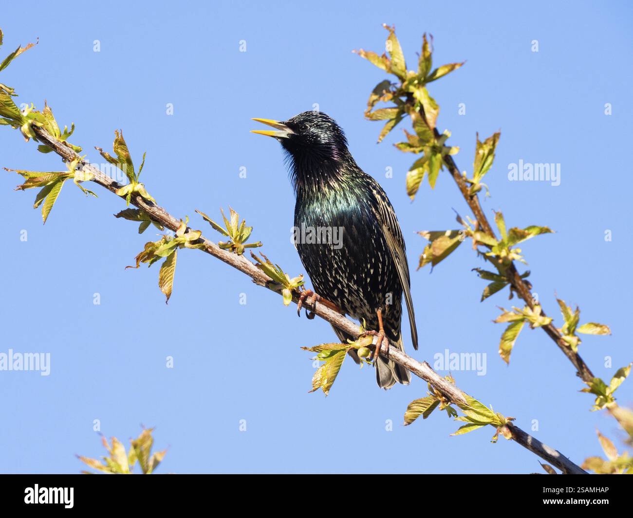 Common Starling, (Sturnus vulgaris), adult male, singing, perched on a ...
