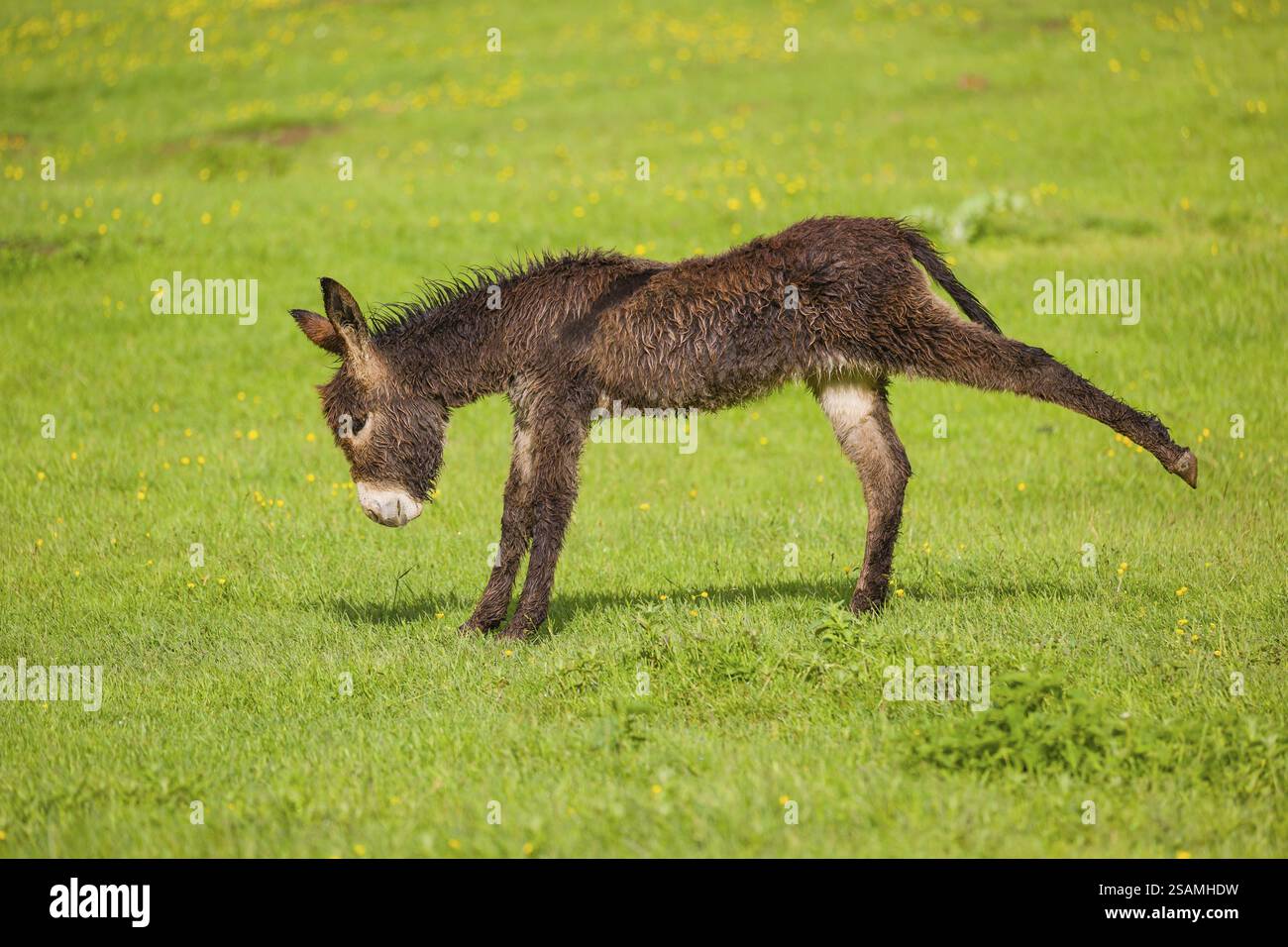 Donkey stretch hi-res stock photography and images - Alamy