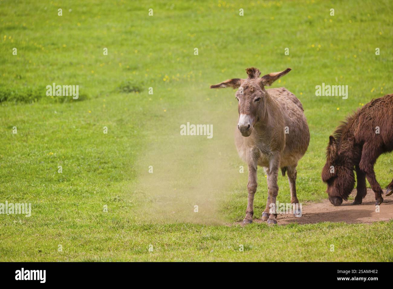 Donkey bath hi-res stock photography and images - Alamy