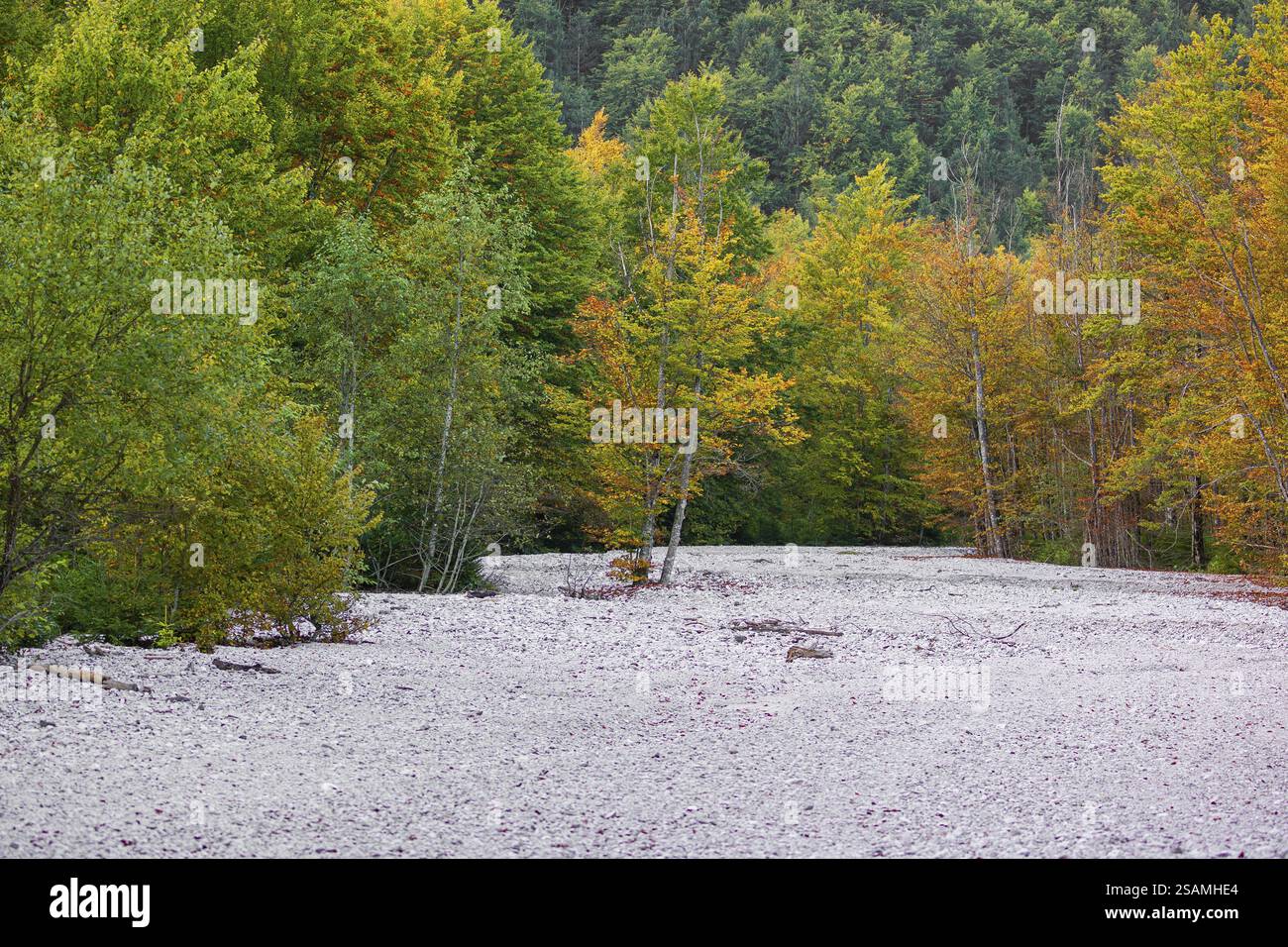Typical debris flow in the Roell. The forest is in full fall colors ...