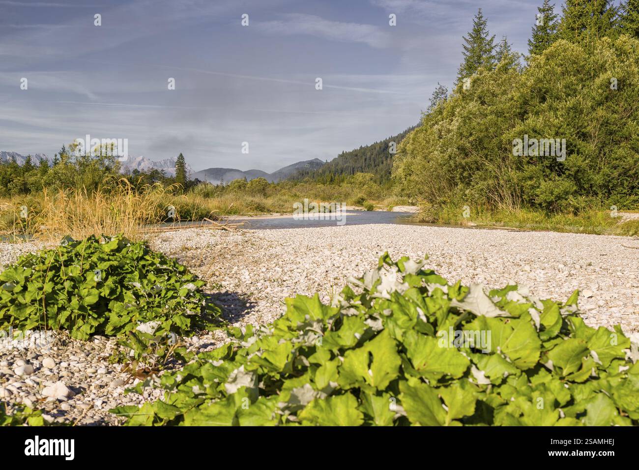 Isar valley nature conservancy area on an early sunny morning. The wild ...