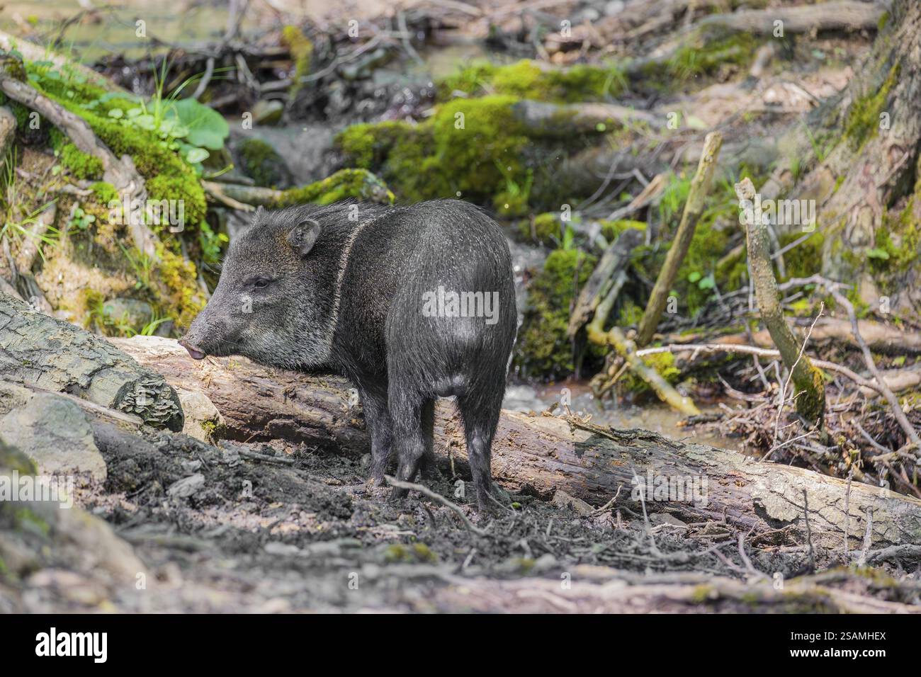 A collared peccary (Dicotyles tajacu) stands in a forest in front of a ...