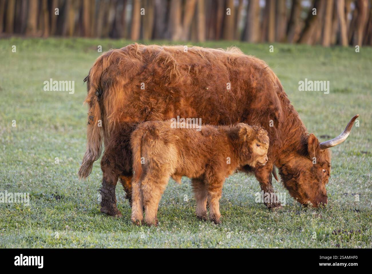 A Highland cow (Bos primigenius taurus) and her calf stand side by side ...