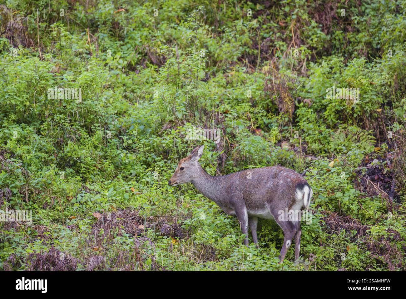 A Japanese sika deer doe (Cervus nippon nippon) stands on a steep slope ...