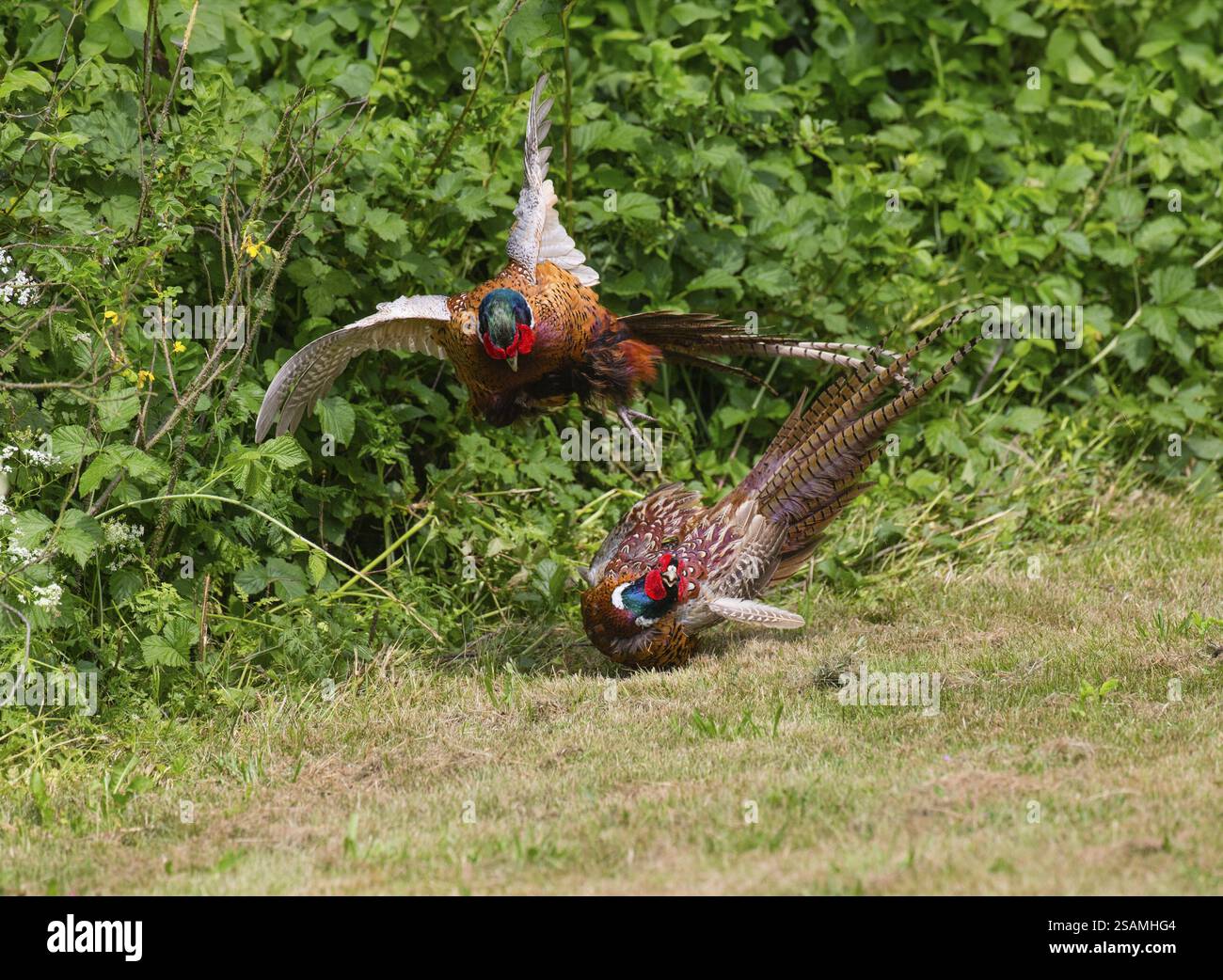 Common pheasant (Phasianus colchicus), Ring-necked pheasants two territorial cocks, males ...